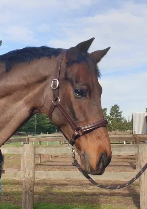 LEATHER HALTER – Centaurion Park