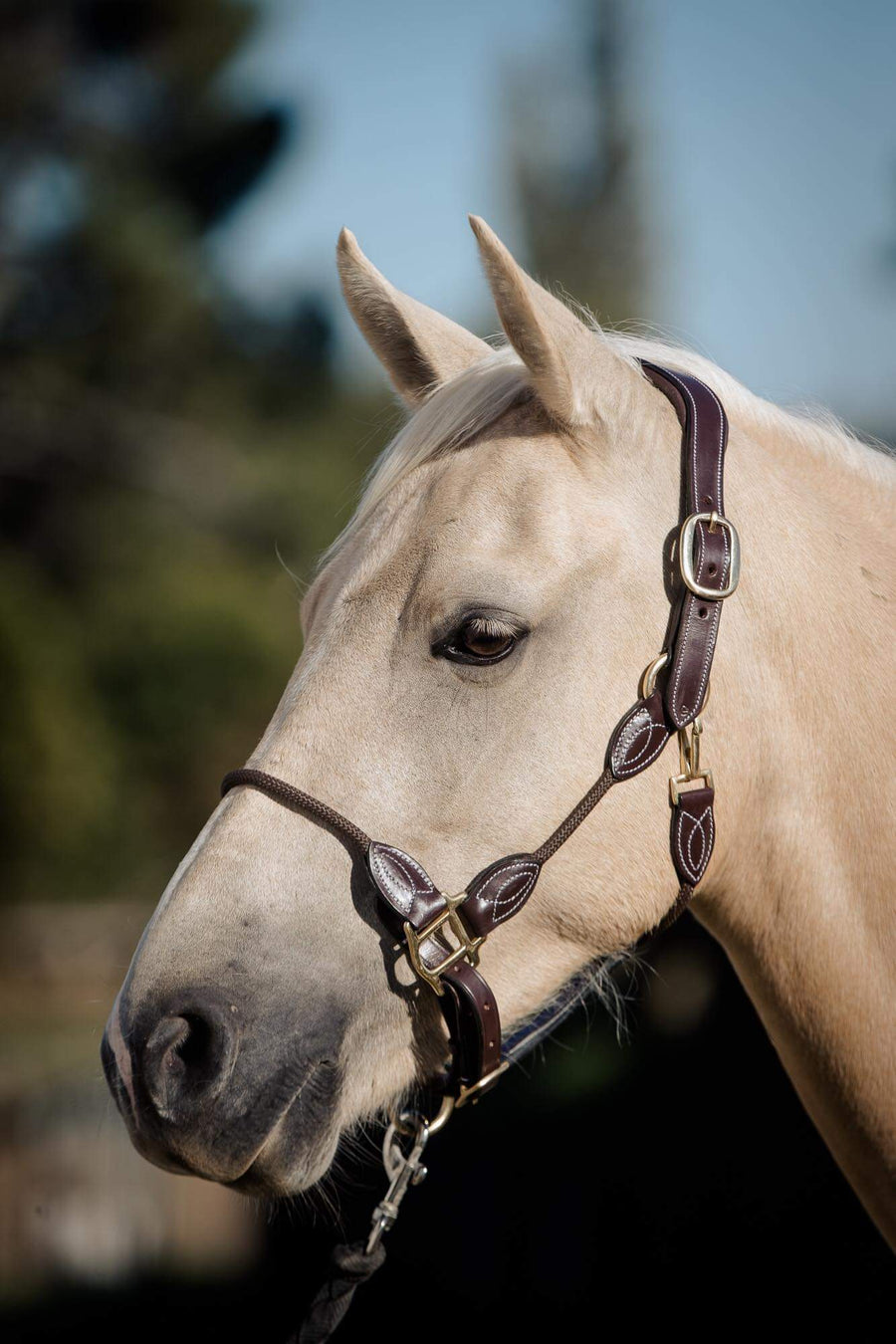 HALTERS – Centaurion Park