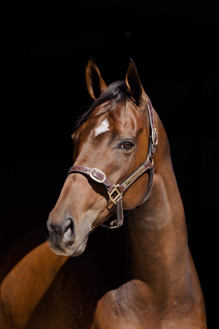 HALTERS – Centaurion Park